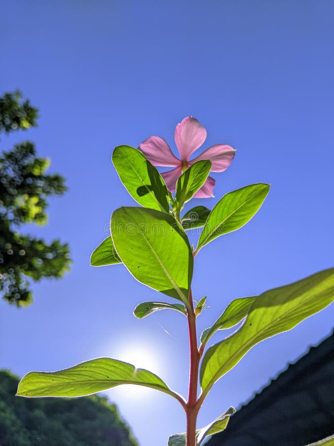 Pink Flowers Growing Fresh in the Yard Stock Photo - Image of growing ...