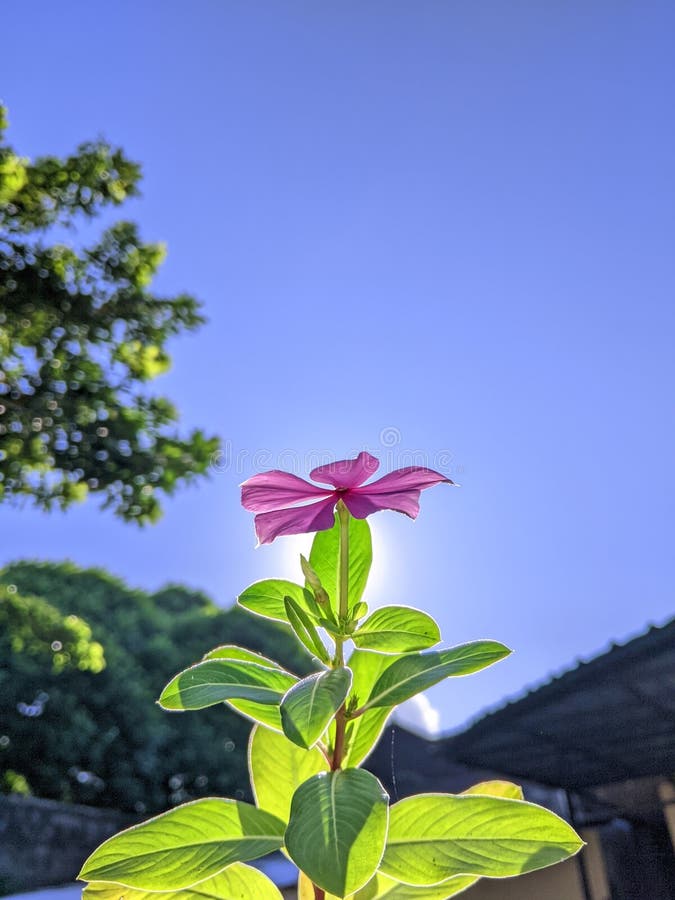 Pink Flowers Growing Fresh in the Yard Stock Photo - Image of yard ...