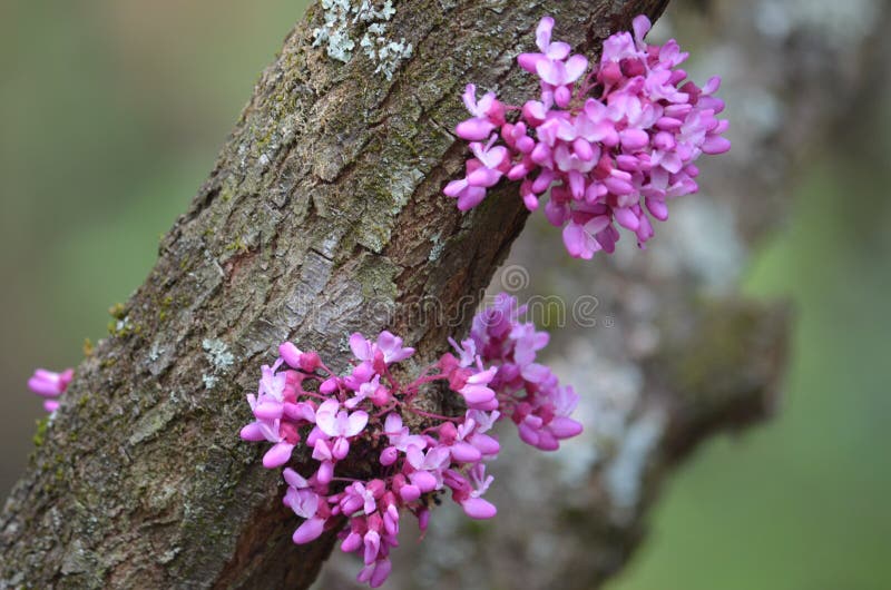Pink Flowers Growing from a Tree Stock Image - Image of nature, pink ...