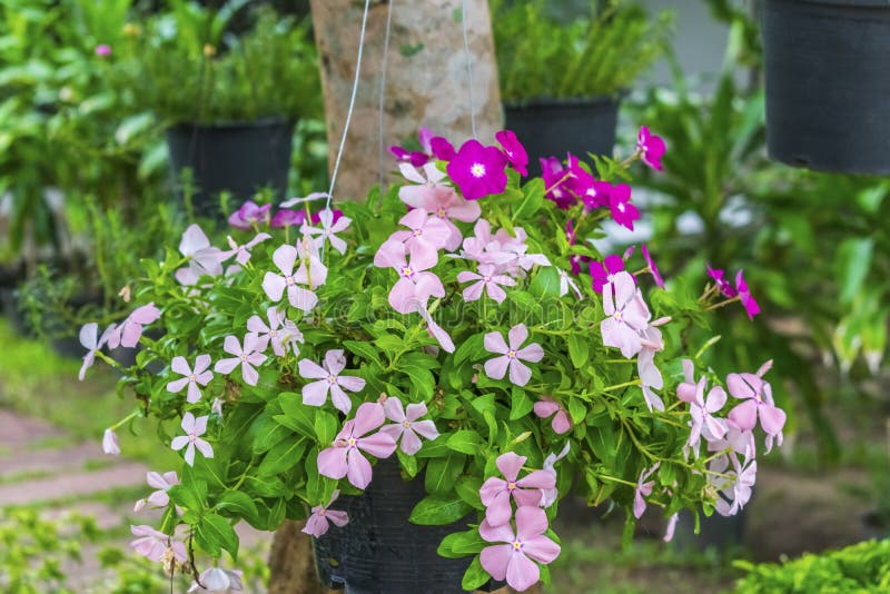 Pink Flowers in Hanging Pot on a Tree Stock Image - Image of design ...