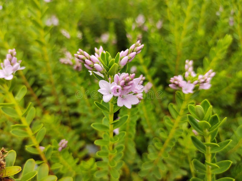 Hebe `Wiri Charm` stock image. Image of bloom, close - 209500625