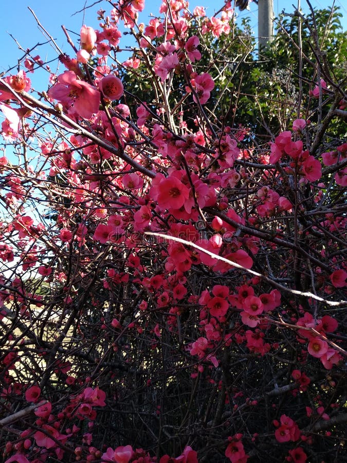Pink flowers stock image. Image of pink, flowers, hermosas - 123355419