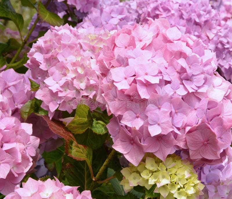 Beautiful Pink Hydrangea Bush Stock Image - Image of bloom, bush: 22936571