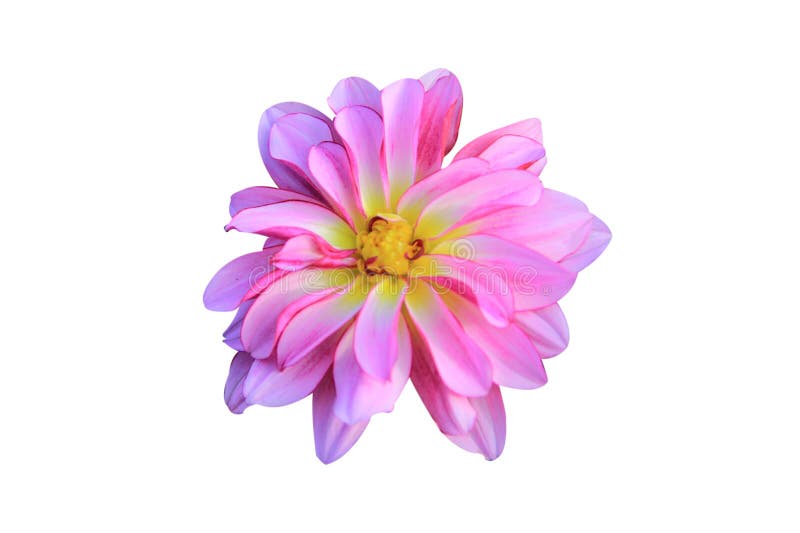 Pink Flowers Isolated on White Background with Clipping Path Stock ...