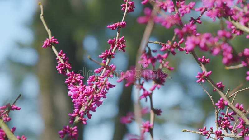 Pink Flowers on Judas Tree. Commonly Known As the Judas Tree is a Small ...