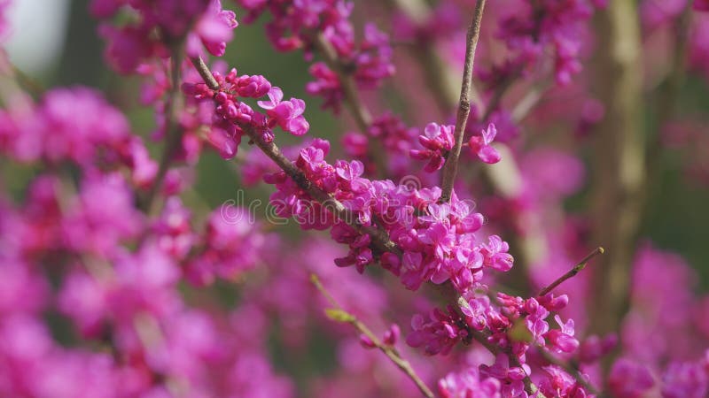Pink Flowers on Judas Tree. Commonly Known As the Judas Tree is a Small ...