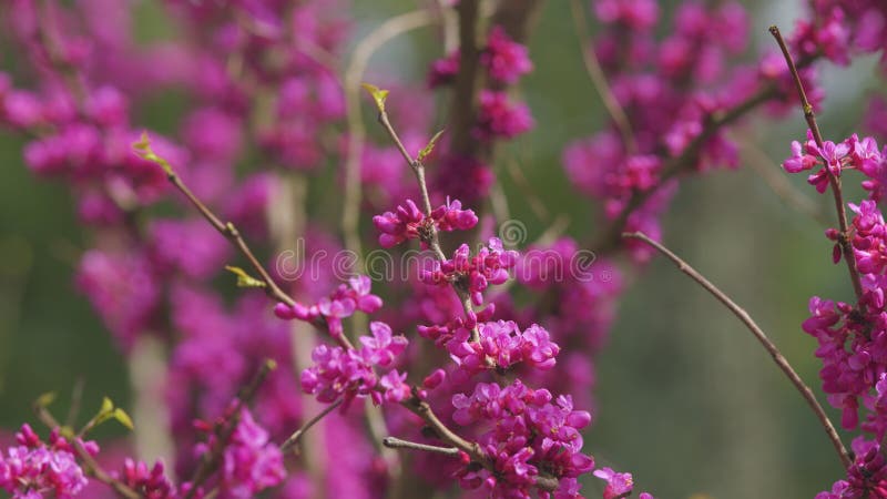 Pink Flowers on Judas Tree. Commonly Known As the Judas Tree is a Small ...