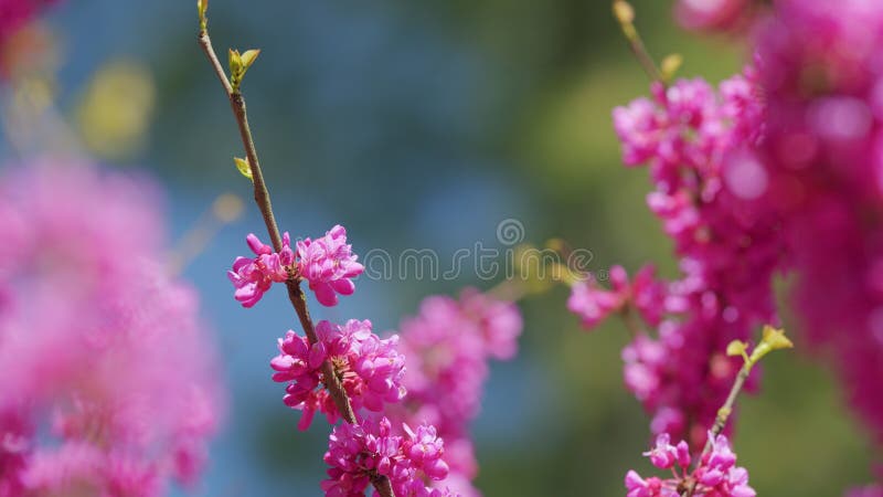 Pink Flowers on Judas Tree. Commonly Known As the Judas Tree is a Small ...