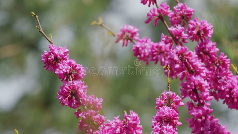 Pink Flowers on Judas Tree. Commonly Known As the Judas Tree is a Small ...
