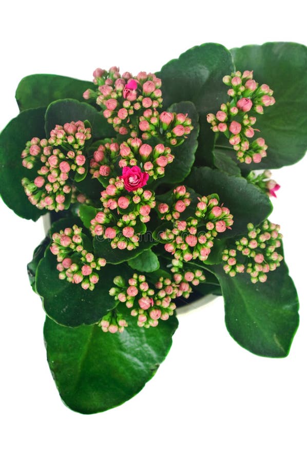 Pink Flowers Kalanchoe in a Pot Stock Photo - Image of leaves, green ...