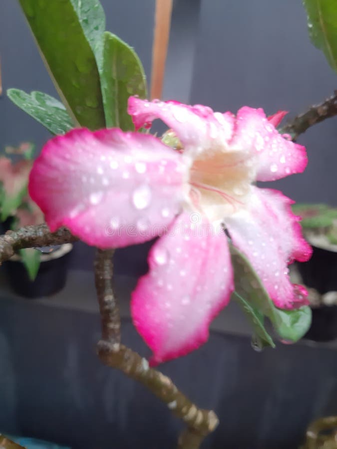 Pink Flowers kamboja stock photo. Image of blossom, pink - 220989752