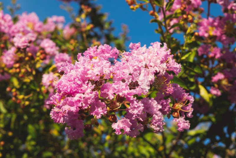Pink Flowers Lagerstroemia in the Garden, Close-up. Stock Photo - Image ...