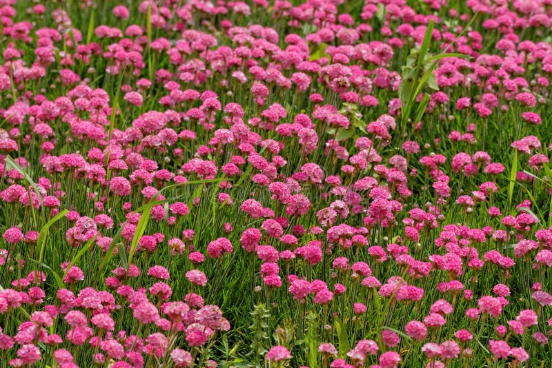 Pink flowers stock photo. Image of flora, floral, nature - 44832006