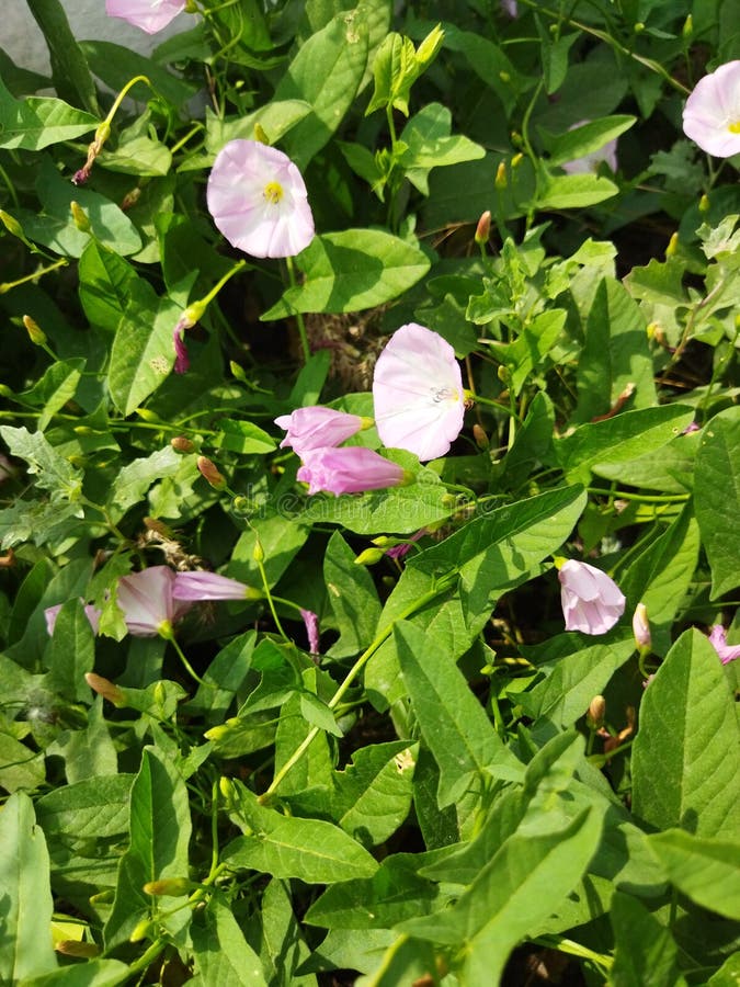 Pink flowers among leave stock image. Image of green - 222202285