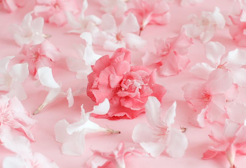 Pink Flowers on Light Pink Background Stock Image - Image of wedding ...