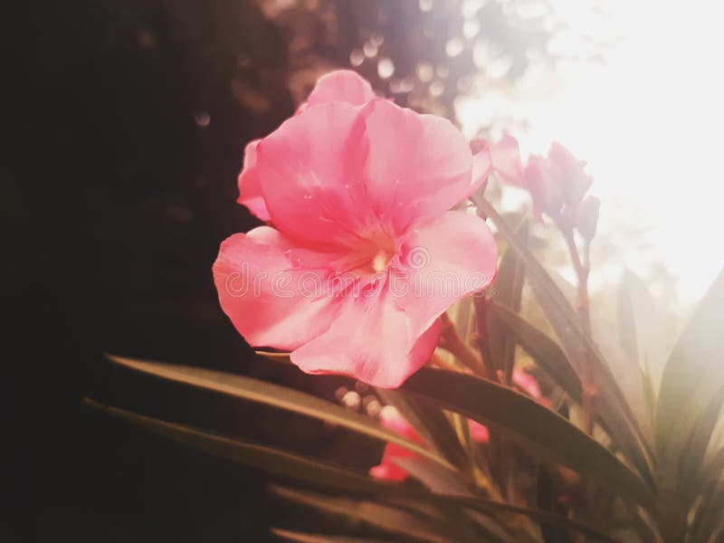 Pink Flowers Lika a Little Life Stock Photo - Image of little, pink ...