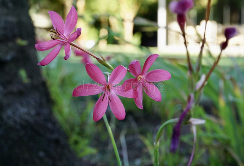 Pink flowers stock photo. Image of season, spring, floral - 270973680