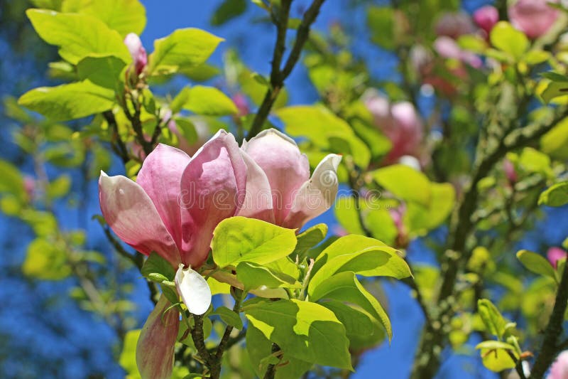 Flowers on a Magnolia Tree in Spring Stock Image - Image of garden ...