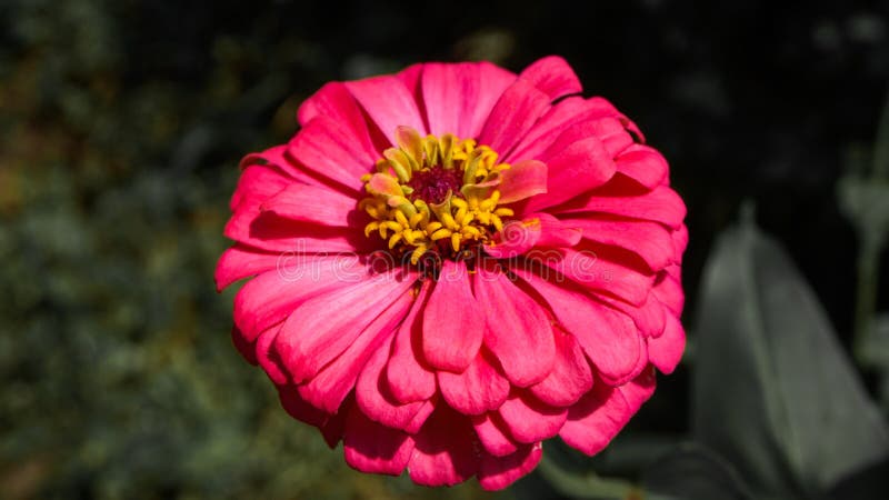 Pink Flowers in Majalengka, West Java Stock Photo - Image of tulip ...