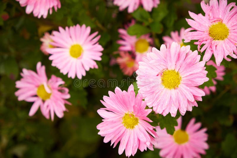 Pink flowers stock image. Image of fresh, card, design - 118506601