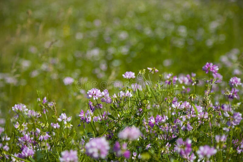 Pink flowers in a meadow stock image. Image of field - 74803875