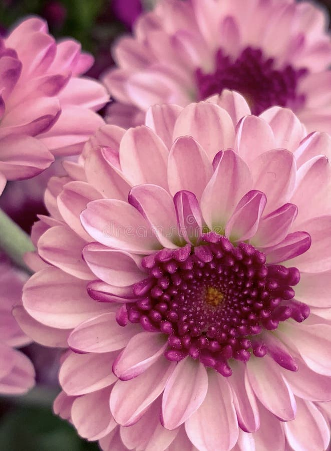 Mediumflower Stock Photos - Free & Royalty-Free Stock Photos from ...