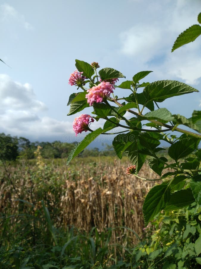Pink Flowers in the Middle of a Corn Field. Stock Photo - Image of ...