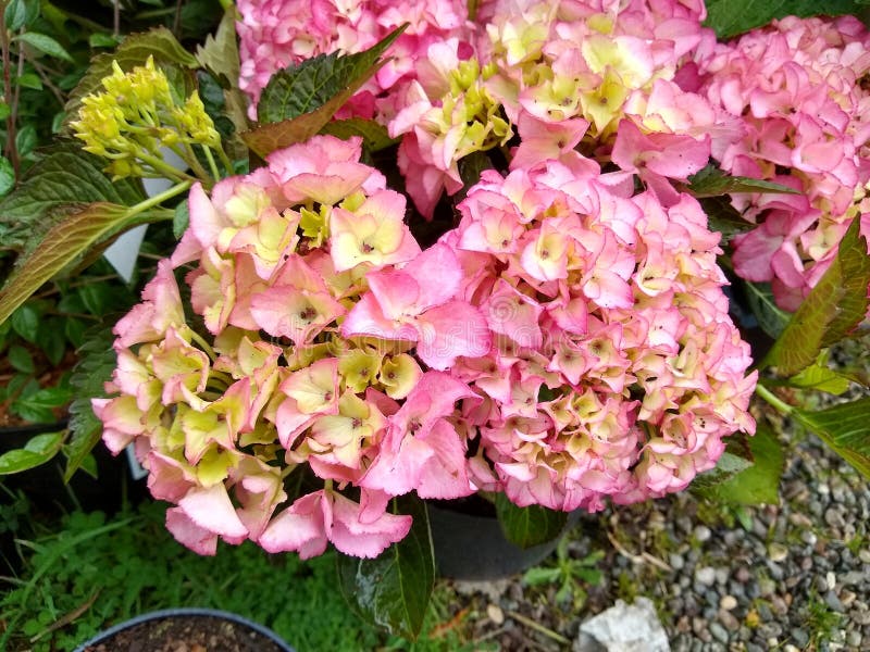 Hydrangea Macrophylla Red Angel Stock Photo - Image of opening, floral ...
