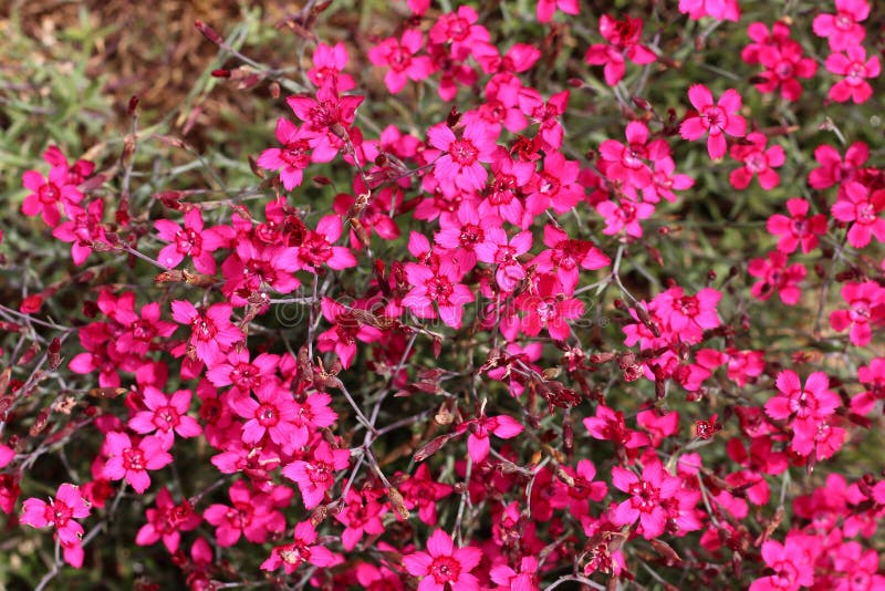 Pink Flowers Natural Natural Background. Flower Texture. View from ...