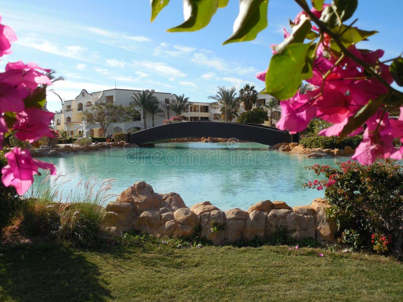 Pink Flowers Near Blue Pool Stock Image - Image of bali, frangipani ...