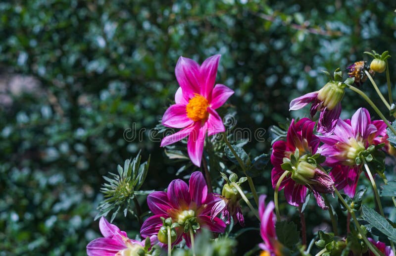 Pink flowers open and dry stock photo. Image of flora - 322480020