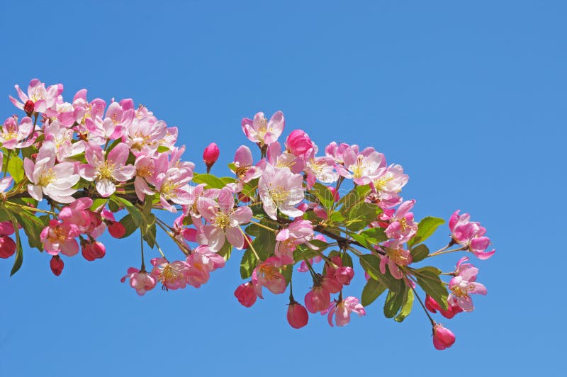 Flowers in orchard stock image. Image of april, flower - 30277935