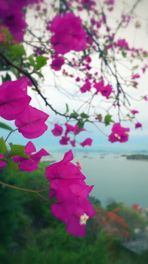 Pink Flowers Over an Island View Stock Photo - Image of pink, flowers ...