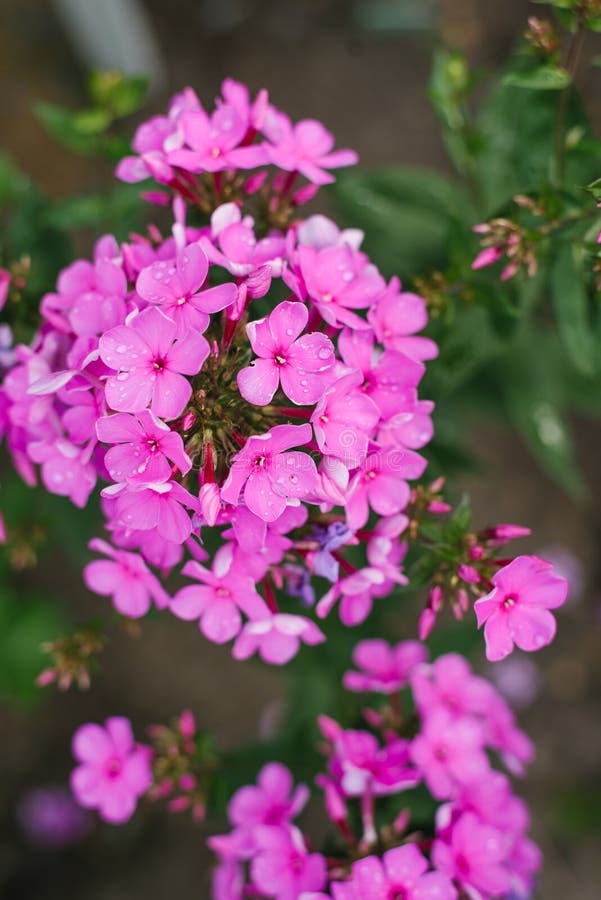 Pink Flowers of Paniculata Phlox in the Garden in Summer Stock Image ...