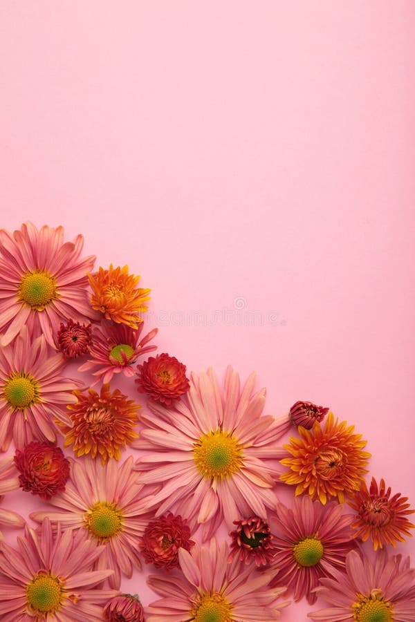Pink Flowers on Pink Paper Background. Flower Composition Stock Image ...
