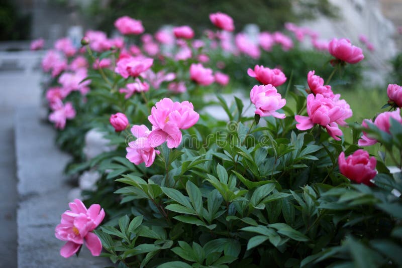 Pink flowers stock image. Image of park, flowers, nature - 113340631