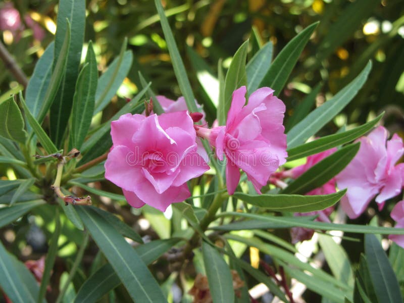 Pink flowers in the park stock photo. Image of bloom - 366379804