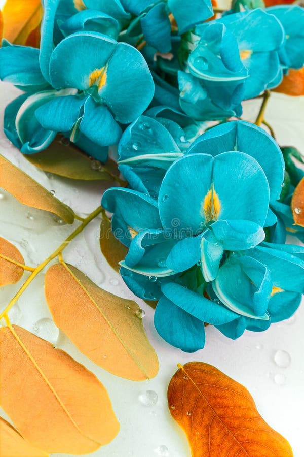 Pink flowers stock photo. Image of group, blossom, decoration - 53766400