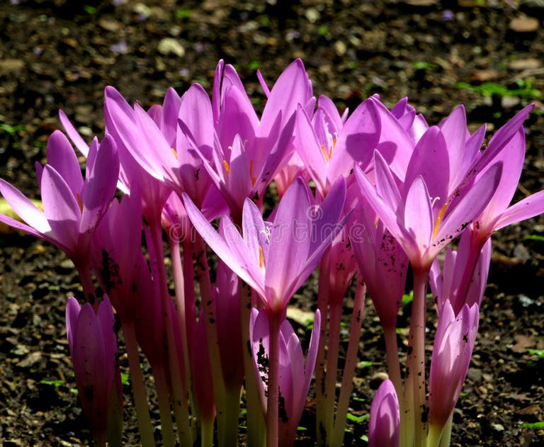 Pink flowers stock photo. Image of perennial, tiny, fresh - 201657210