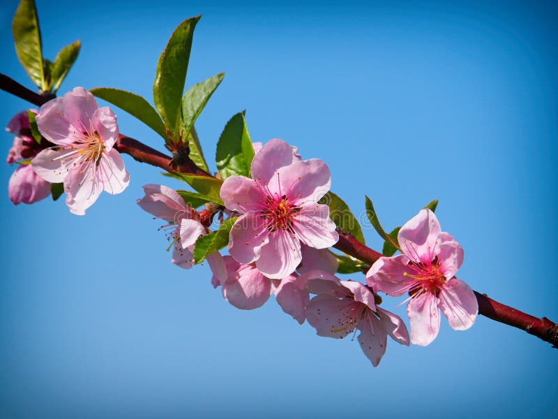 Pink Flowers of Peach on the Blue Sky Stock Image - Image of leaf ...