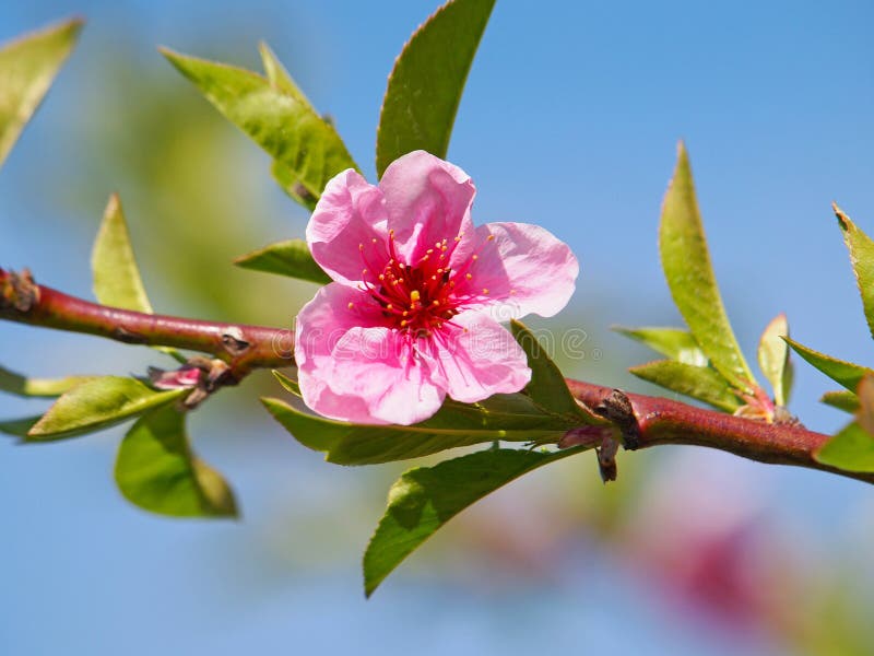 Pink Flowers of Peach on the Blue Sky Stock Image - Image of flower ...