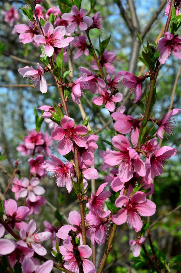Pink Flowers of the Peach Tree. Stock Image - Image of petal, nature ...