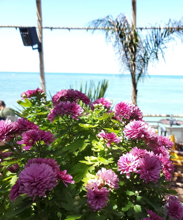 Pink Flowers Petal stock image. Image of petal, pink - 270100309