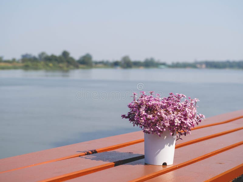 Pink Flowers Placed by the River Stock Image - Image of leaf, river ...