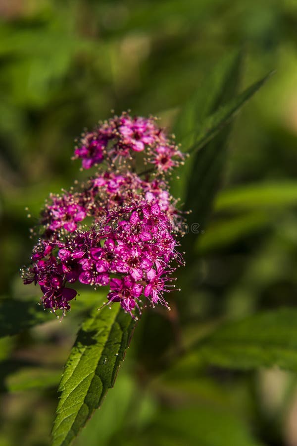 Pink flowers on the plant stock image. Image of botany - 258512331