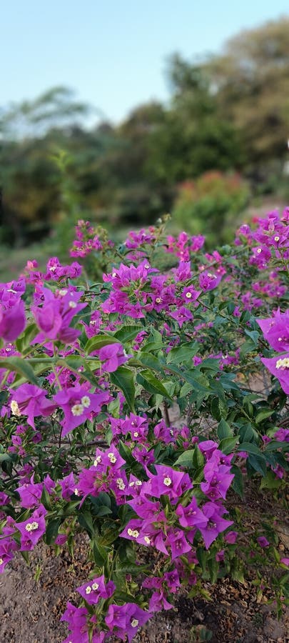 A Pink Flowers Plant of Udalguri District Assam. Stock Image - Image of ...