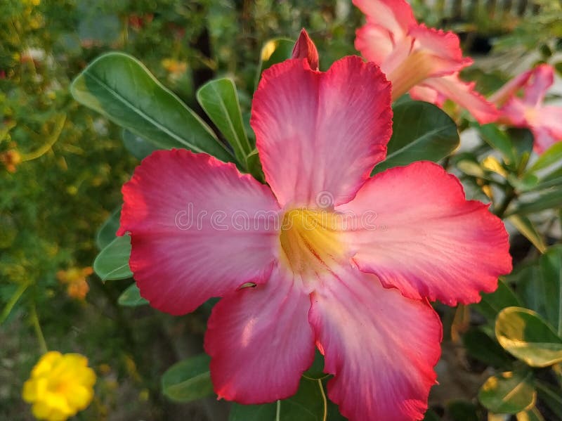 Pink Flowers Planted in Pots Stock Image - Image of rose, leaf: 200775335