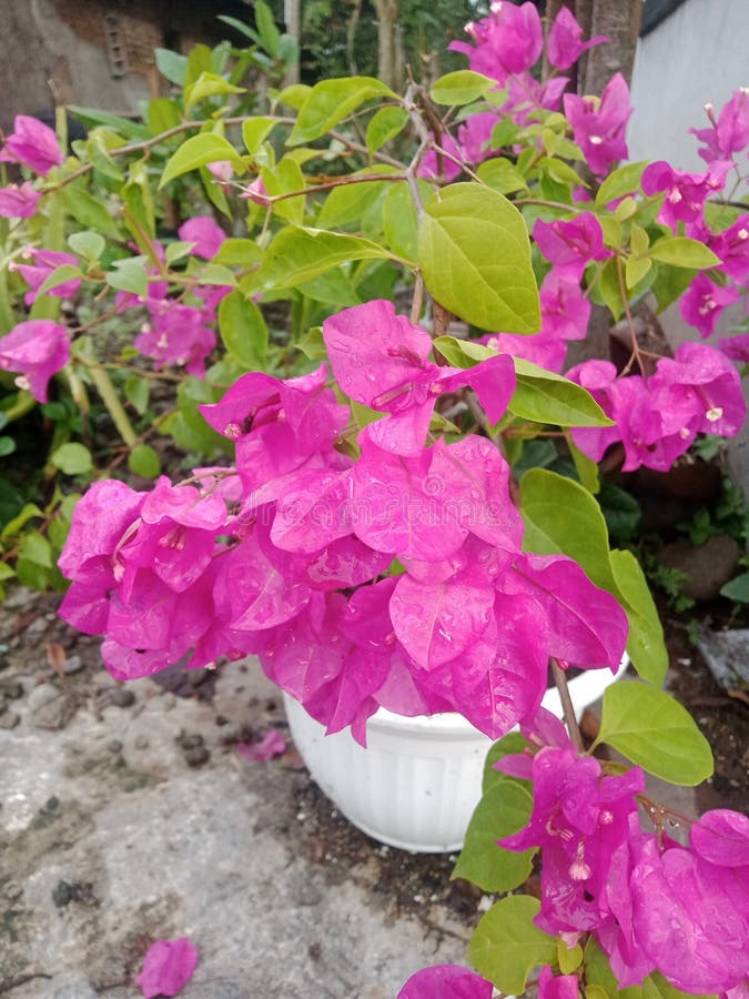 A pink flowers plants stock image. Image of wildflower - 240017235