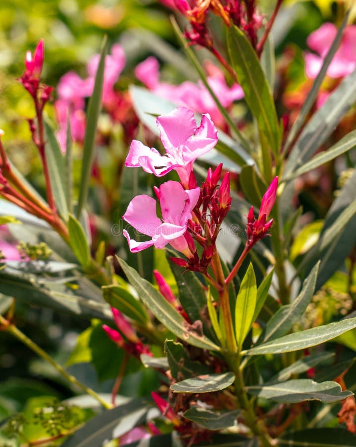 Pink Flowers on Plants in the Park. Nature Stock Image - Image of ...