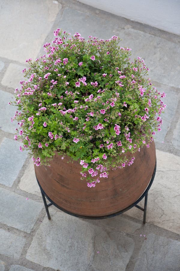 Pink Flowers in Pot stock image. Image of summer, stones - 23238885
